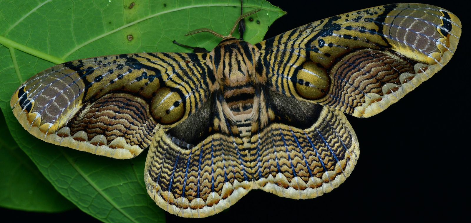 Nepal’s Hidden World of Insects and Spiders