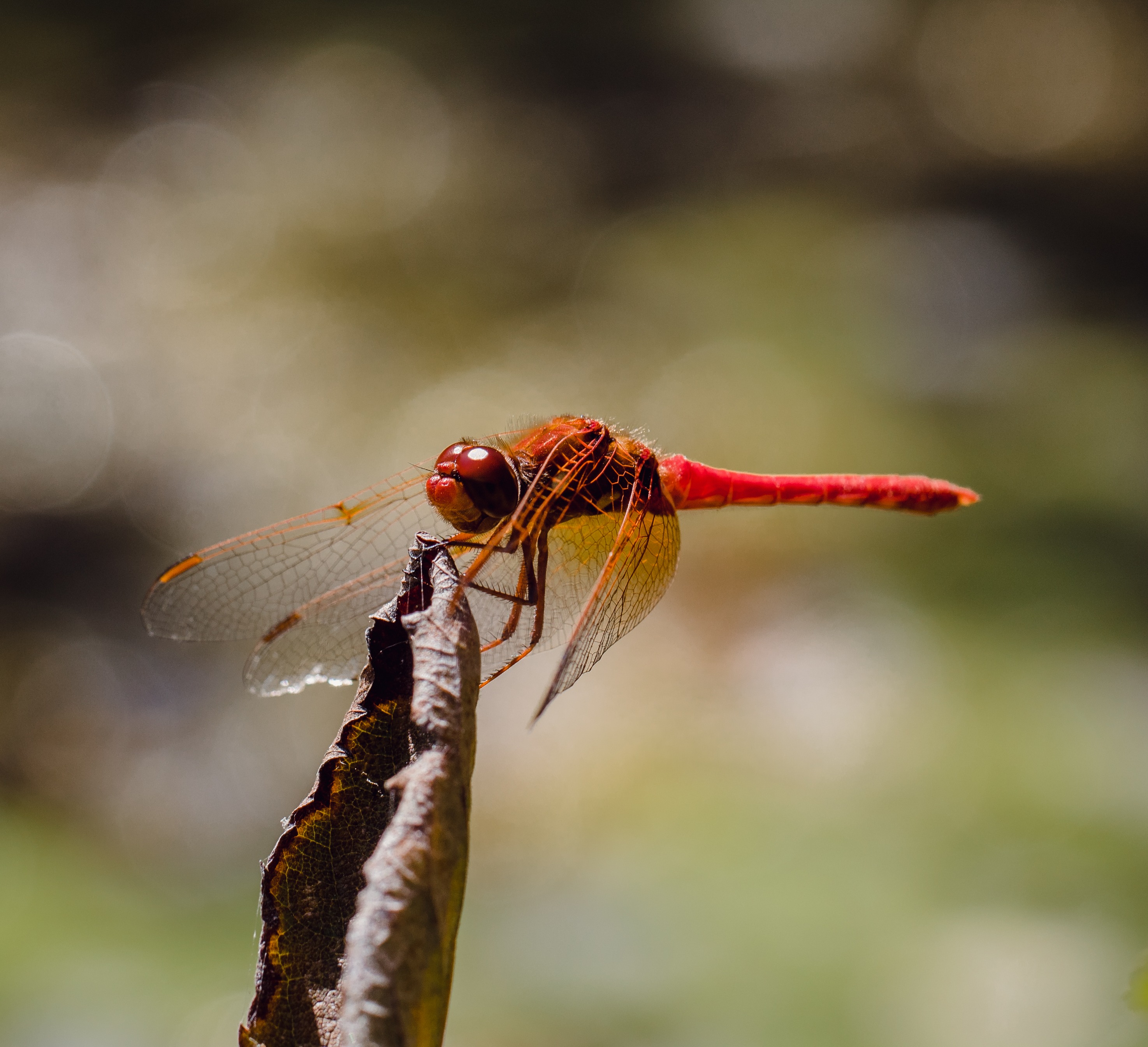 Insect Photography in Chitwan | Heaven Himalaya